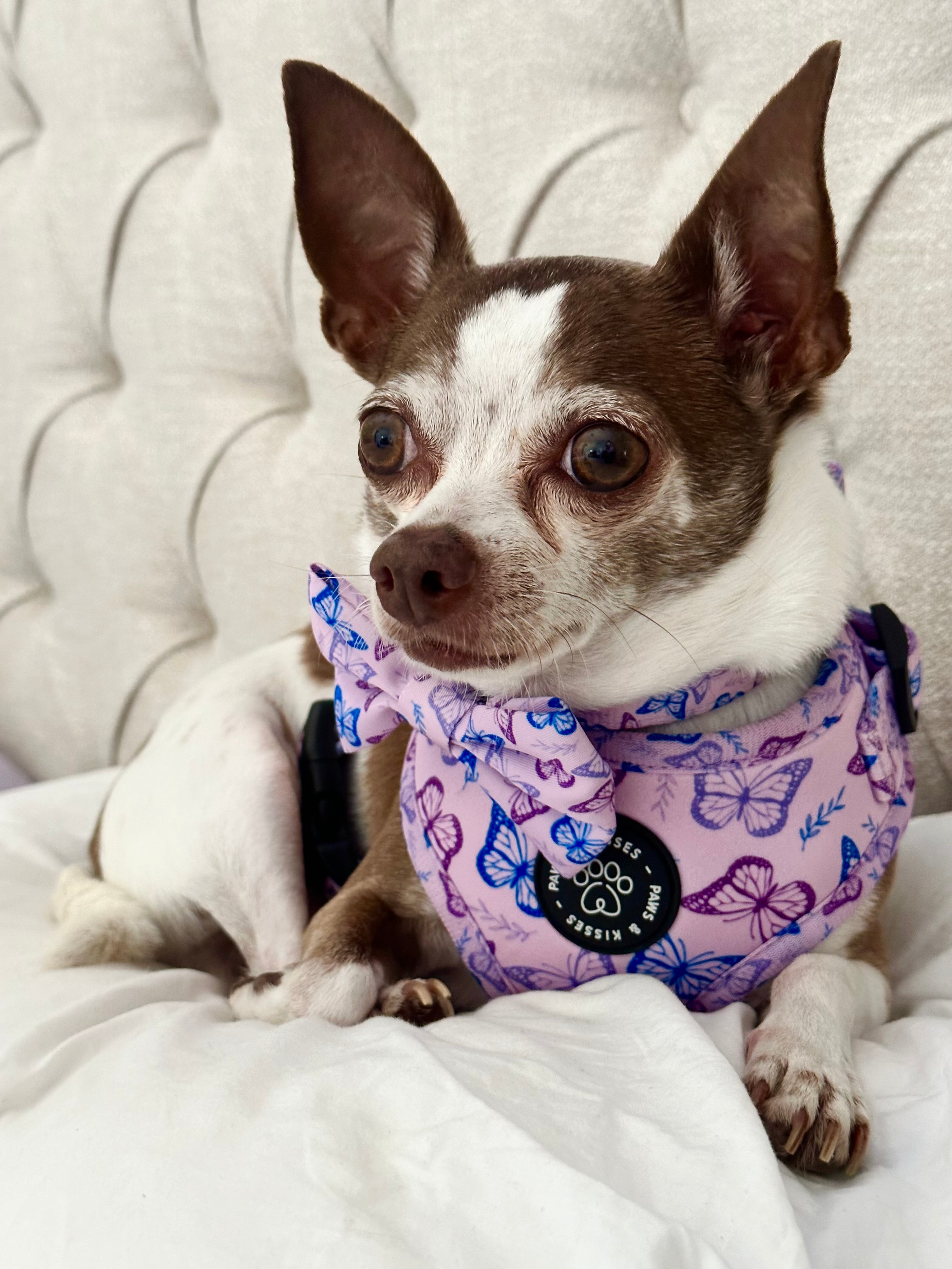 Mariposa Collection – Paws & Kisses
